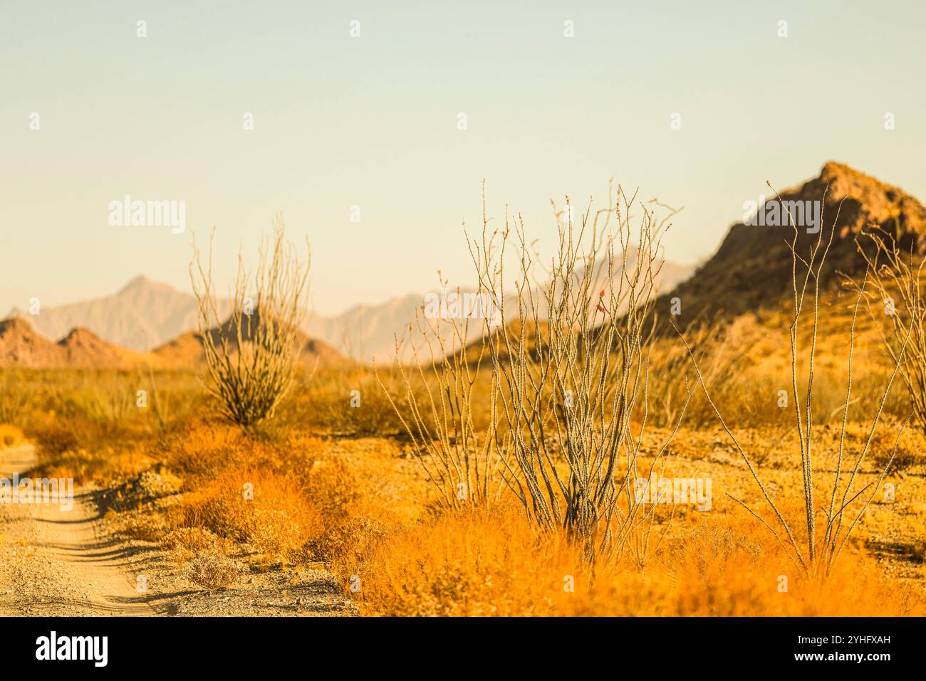 Sonoran Desert, El Pinacate Biosphere Reserve and the Great Altar ...