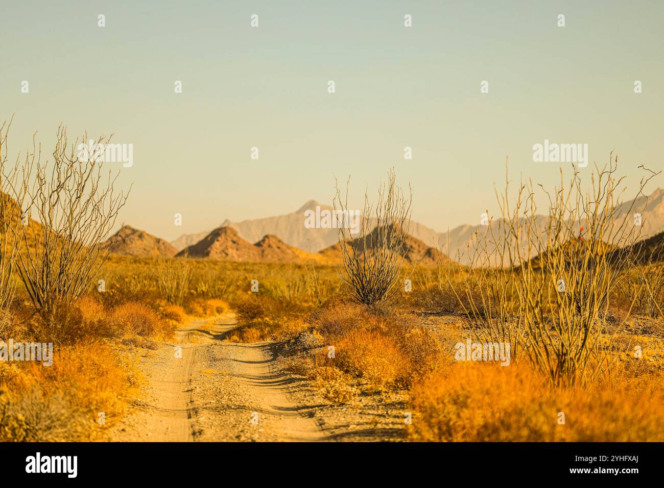 Sonoran Desert, El Pinacate Biosphere Reserve and the Great Altar ...