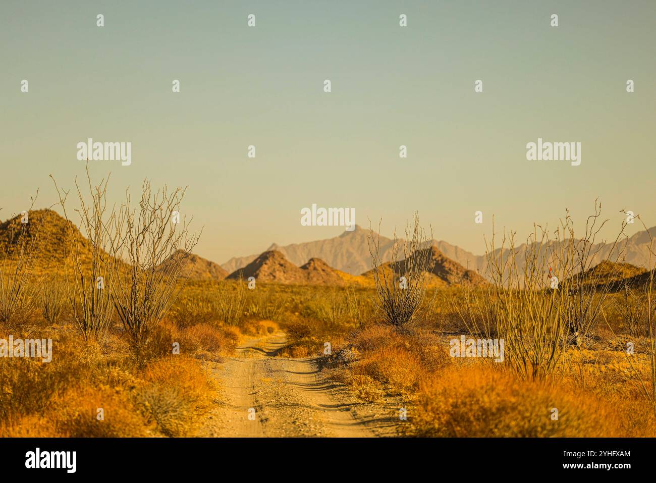 Sonoran Desert, El Pinacate Biosphere Reserve and the Great Altar ...