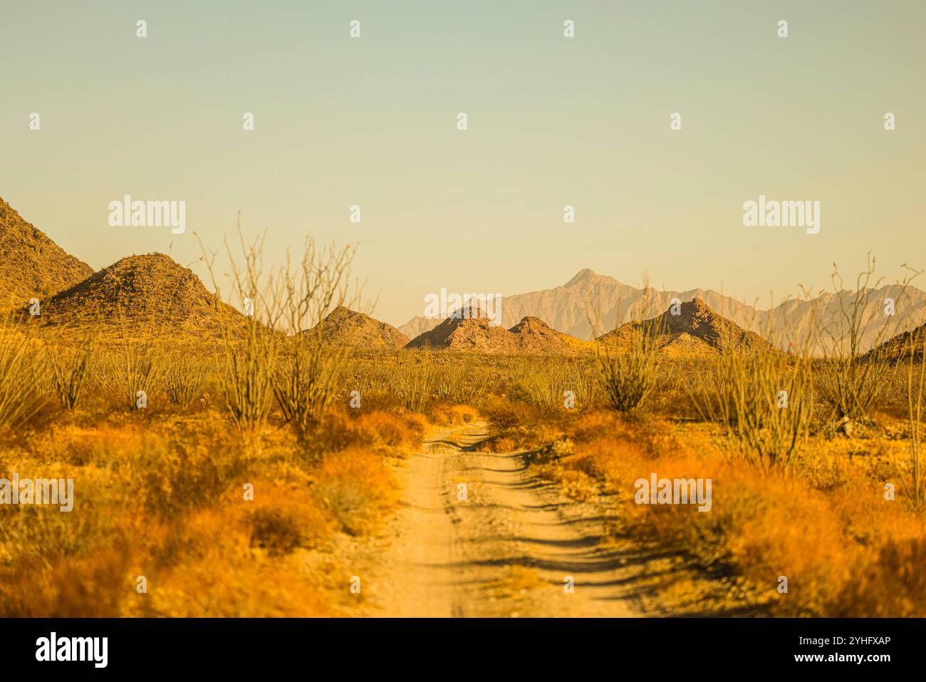 Sonoran Desert, El Pinacate Biosphere Reserve and the Great Altar ...