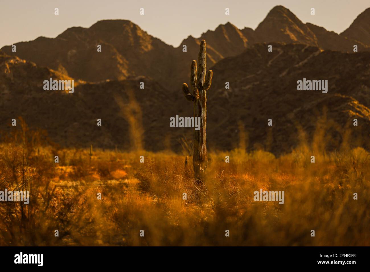 Sonoran Desert, El Pinacate Biosphere Reserve and the Great Altar ...