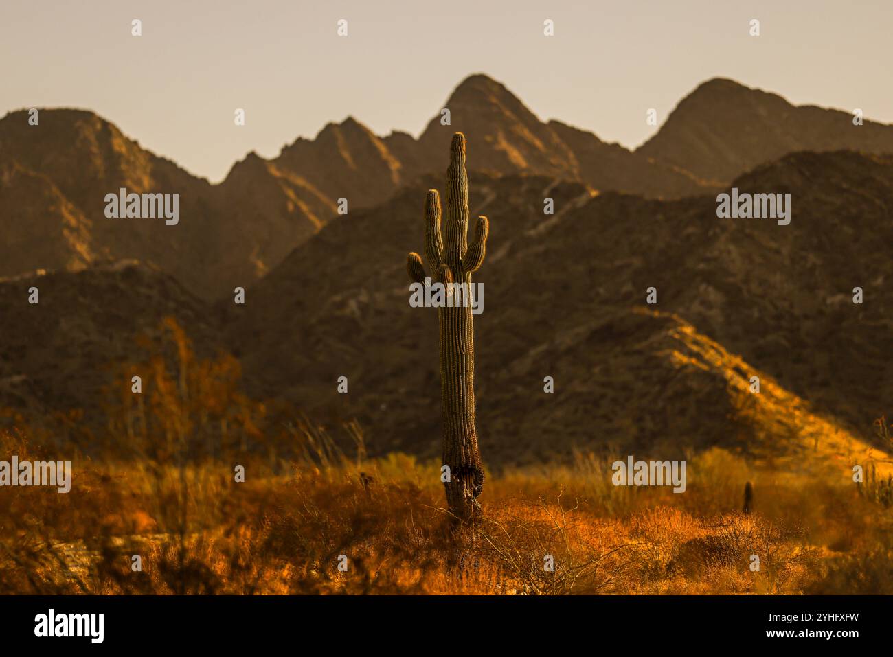 Sonoran Desert, El Pinacate Biosphere Reserve and the Great Altar ...