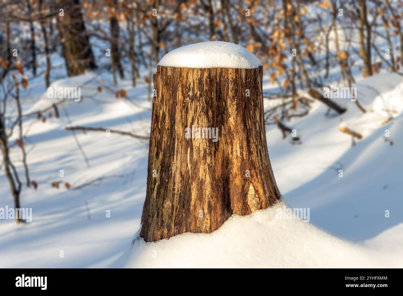 Tree stump covered with snow hi-res stock photography and images - Alamy