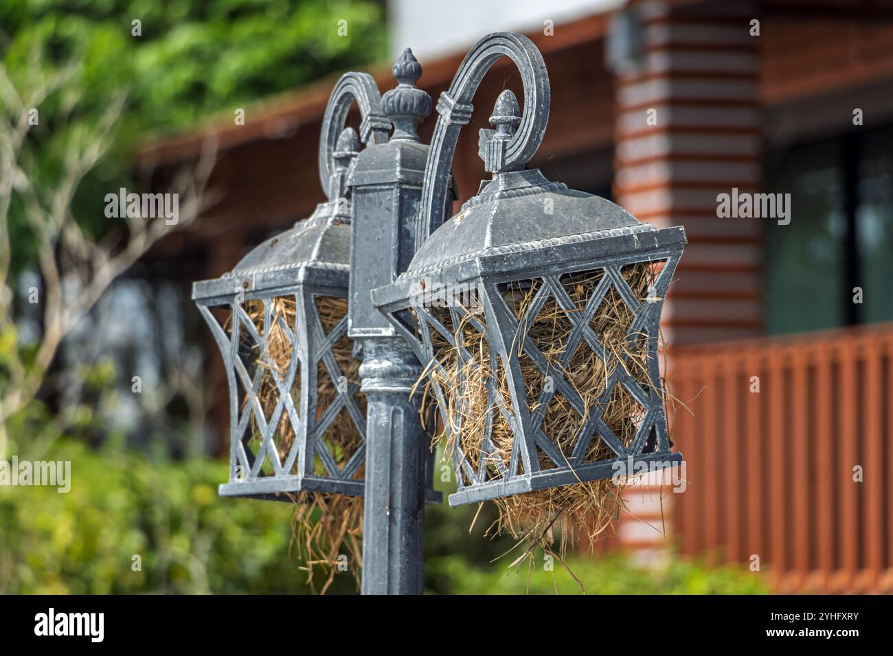 Bird nest in the garden hi-res stock photography and images - Alamy