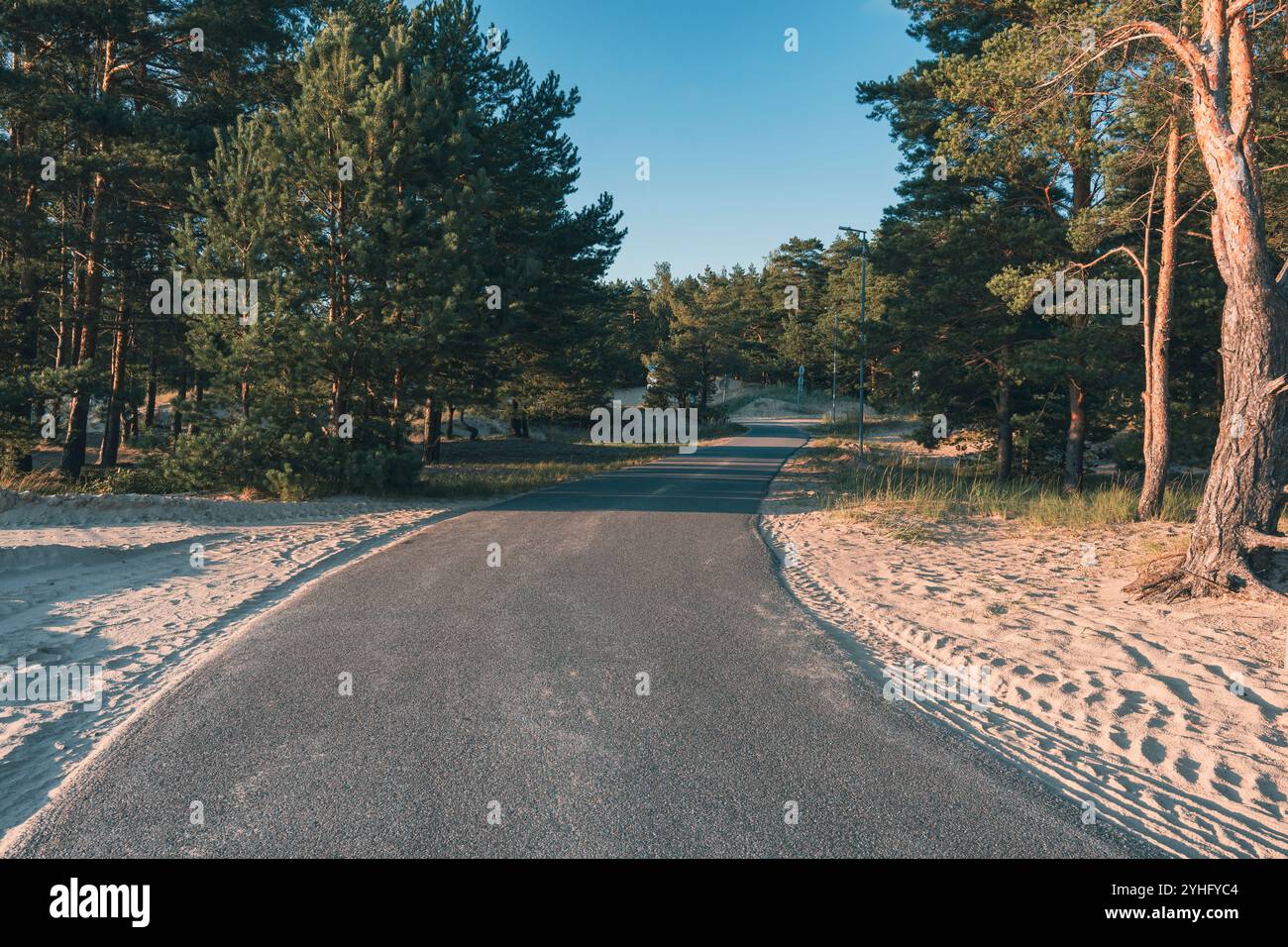 A paved path winding through a forested park with tall trees and grassy ...