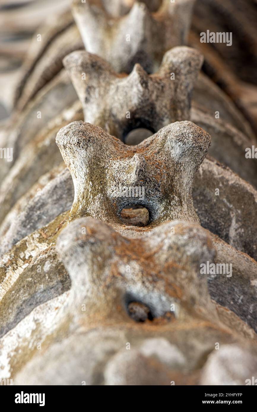 Whale anatomy hi-res stock photography and images - Alamy