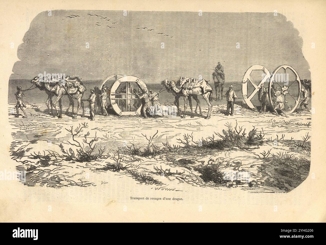 during the construction of the Suez Canal, camels pulling dredging ...