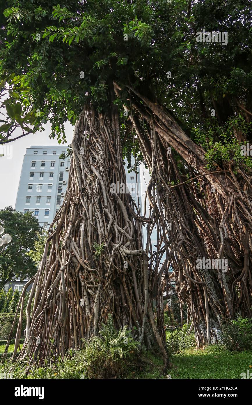 Towering banyan trees with intricate aerial roots in a city park ...