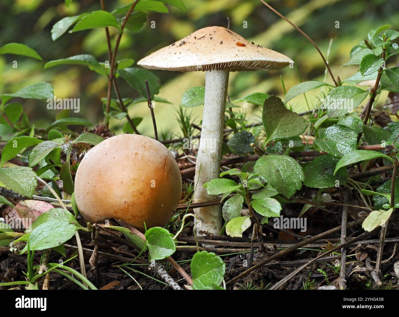 Bitter poison pie hi-res stock photography and images - Alamy