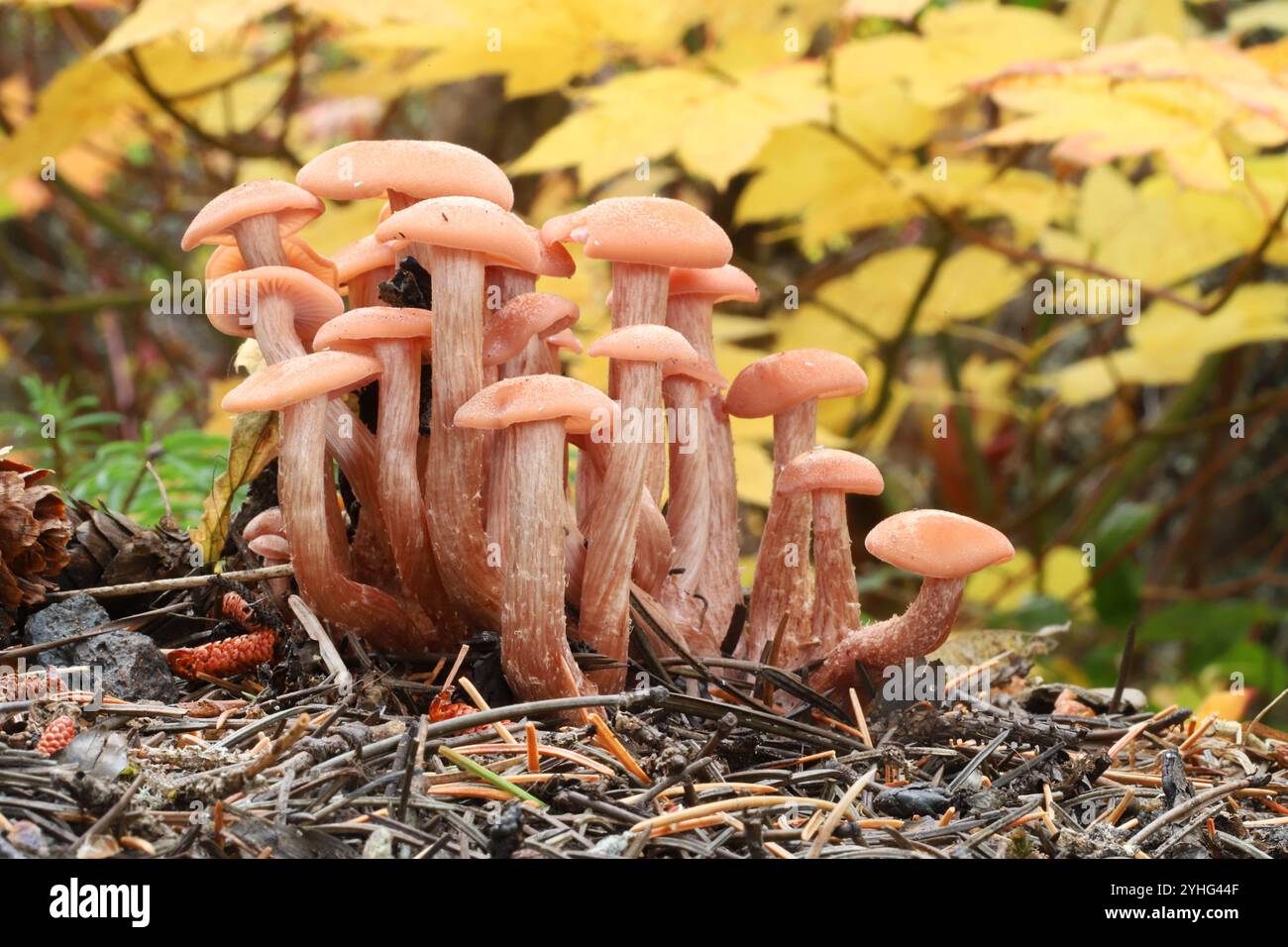Laccaria laccata mushrooms, also known as the deceiver, lackluster ...