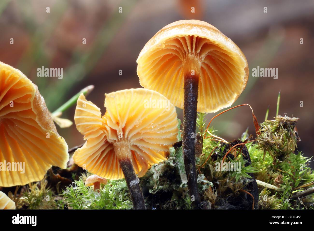 Xeromphalina campanella mushrooms, also called the golden trumpet and ...