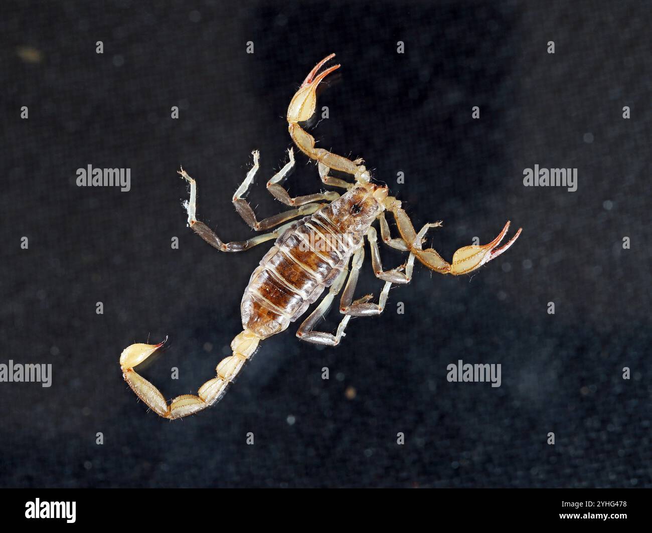 Detail of the stinger and body of a northern scorpion, a common ...