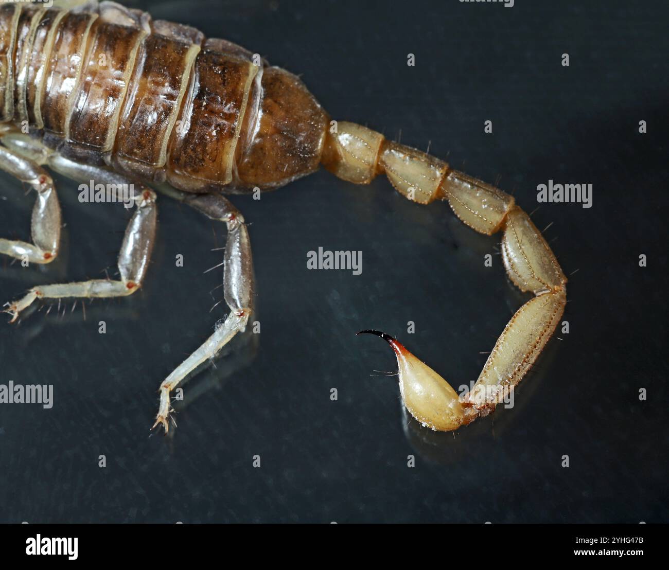 Stinger and venom hi-res stock photography and images - Alamy