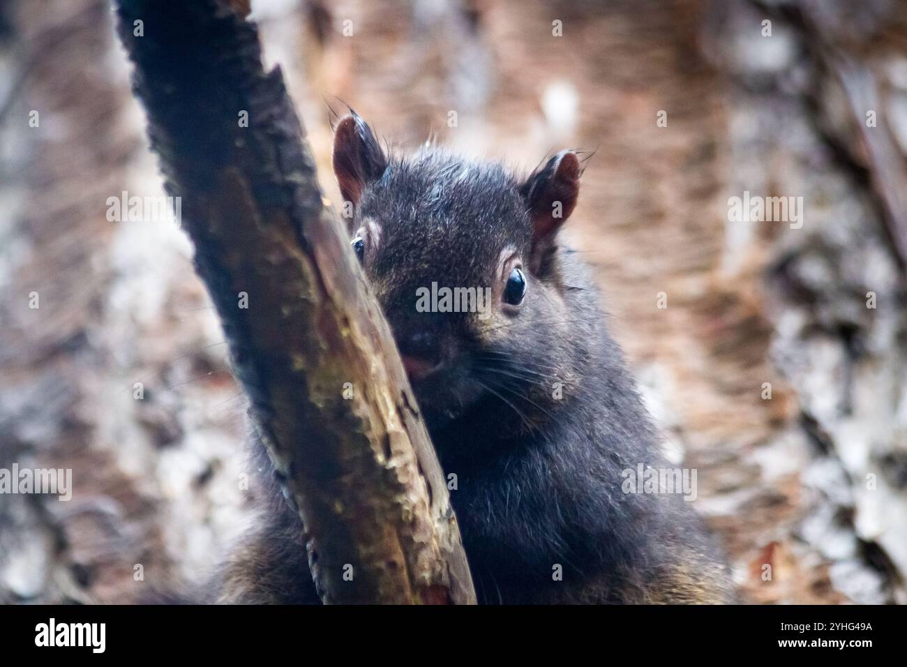 A black squirrel hides behind a branch in the George C. Reifel Bird ...