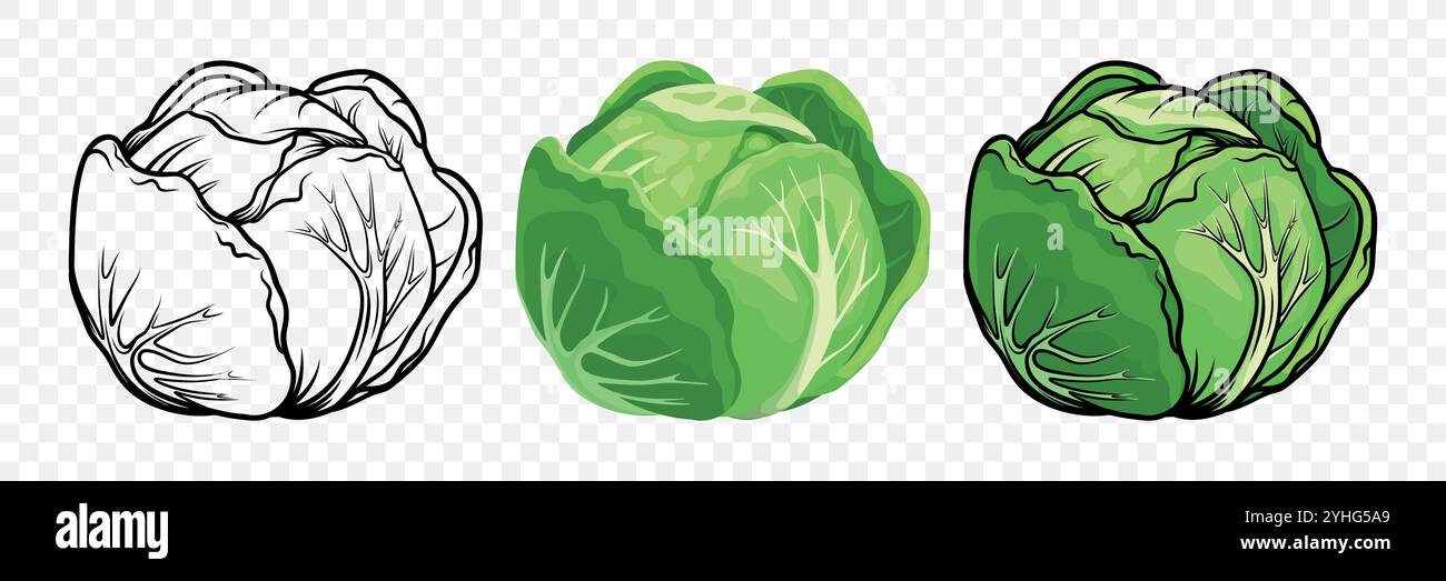 Vector Flat Cartoon Style Cabbage Set. Detailed Cabbage Head Vector ...