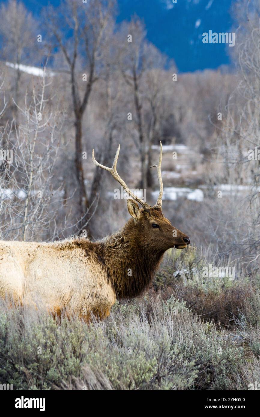 A young bull elk foraging for food among cottonwood trees. Grand Teton ...