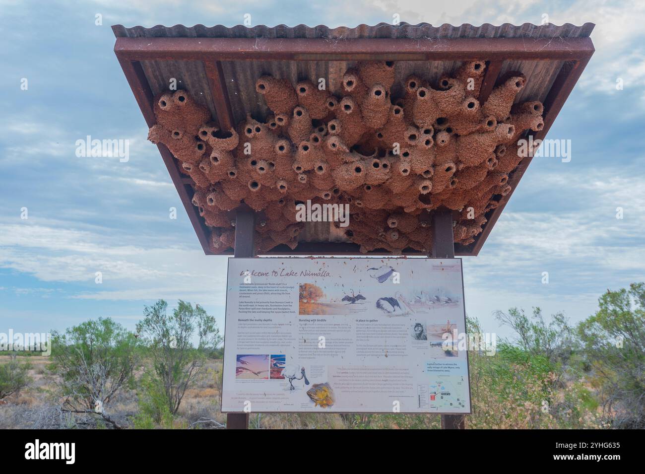 Fairy Martins (Petrochelidon ariel) mud nests at Lake Numalla ...