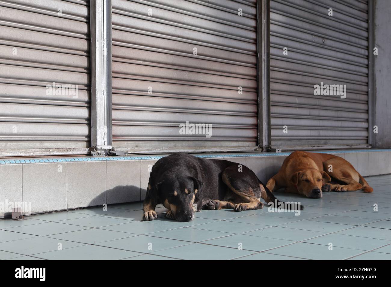 Shutter dog hi-res stock photography and images - Alamy