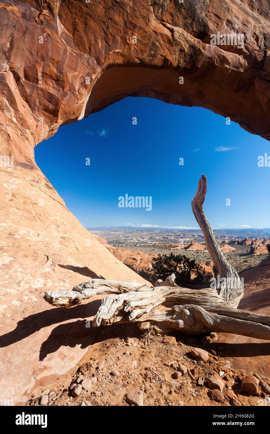 Partition Arch wrapping around a large juniper log. Arches National ...