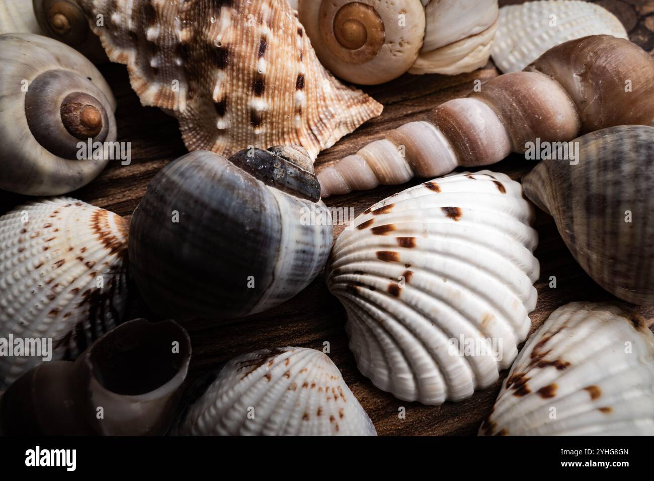 Showcasing marine life and shell diversity hi-res stock photography and ...