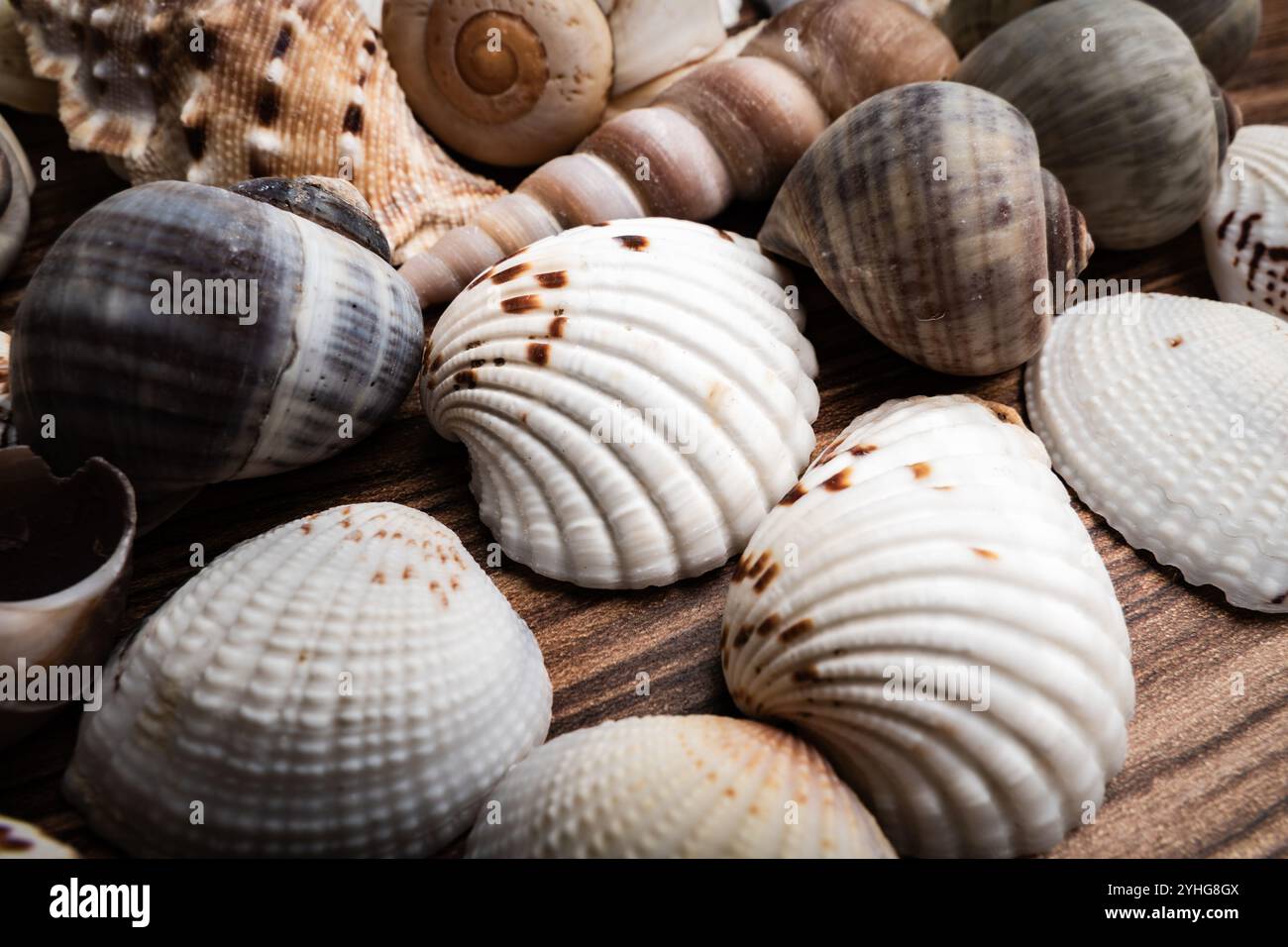 Detailed close-up of various seashells on wood surface, showcasing ...