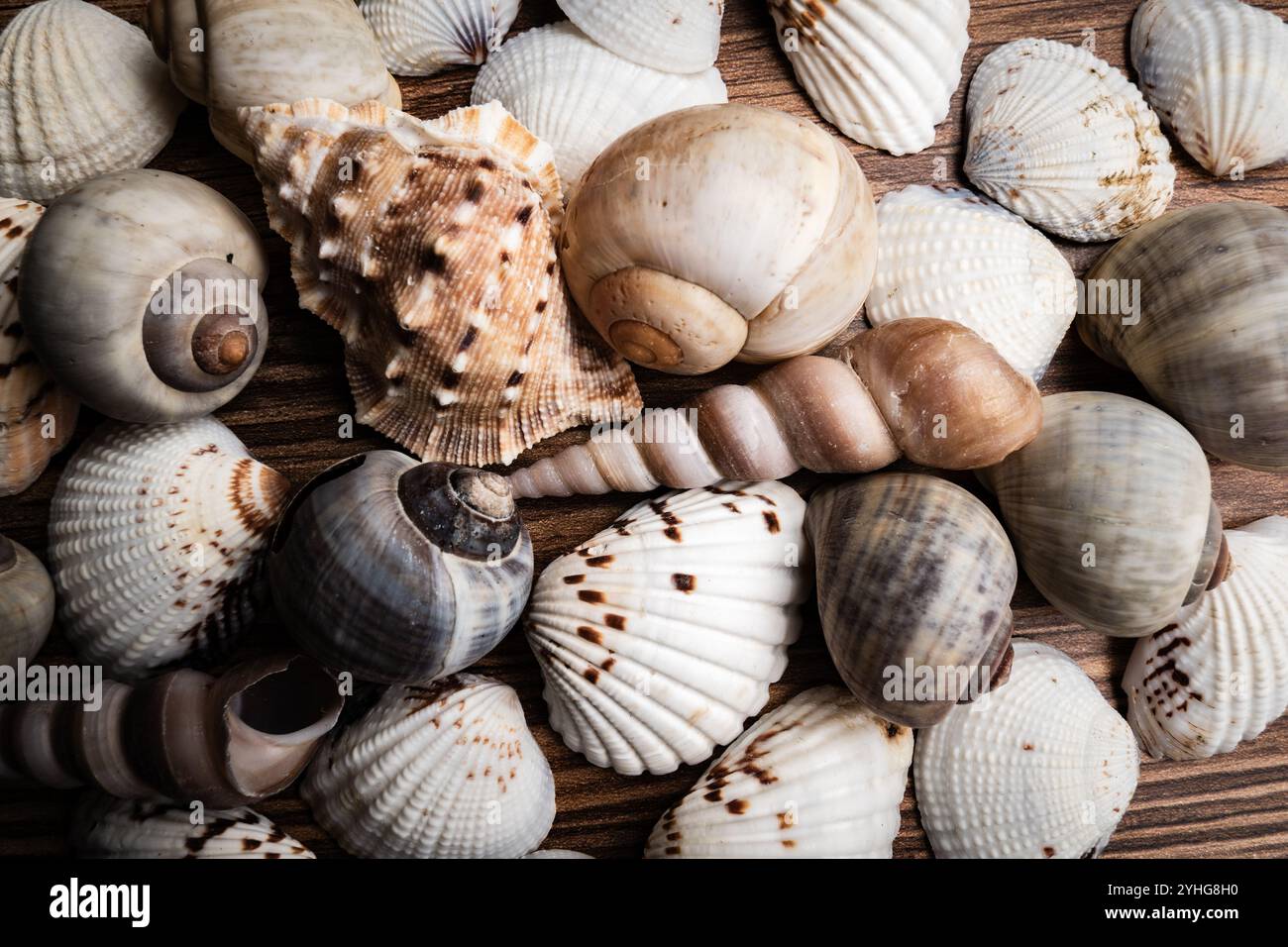 Closeup various black sea shells hi-res stock photography and images ...