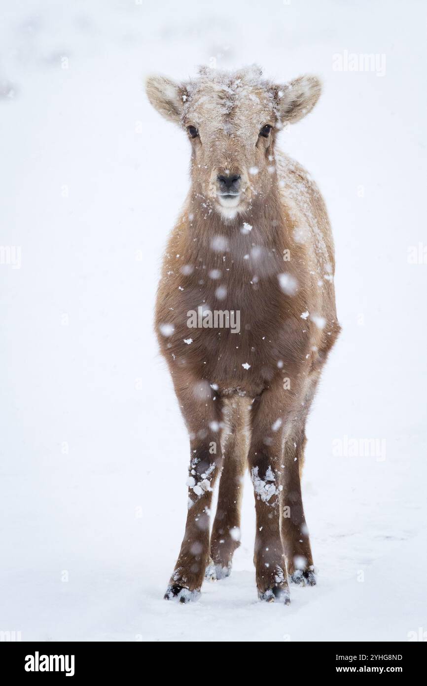 A bighorn sheep lamb stands in falling snow in the National Elk Refuge ...