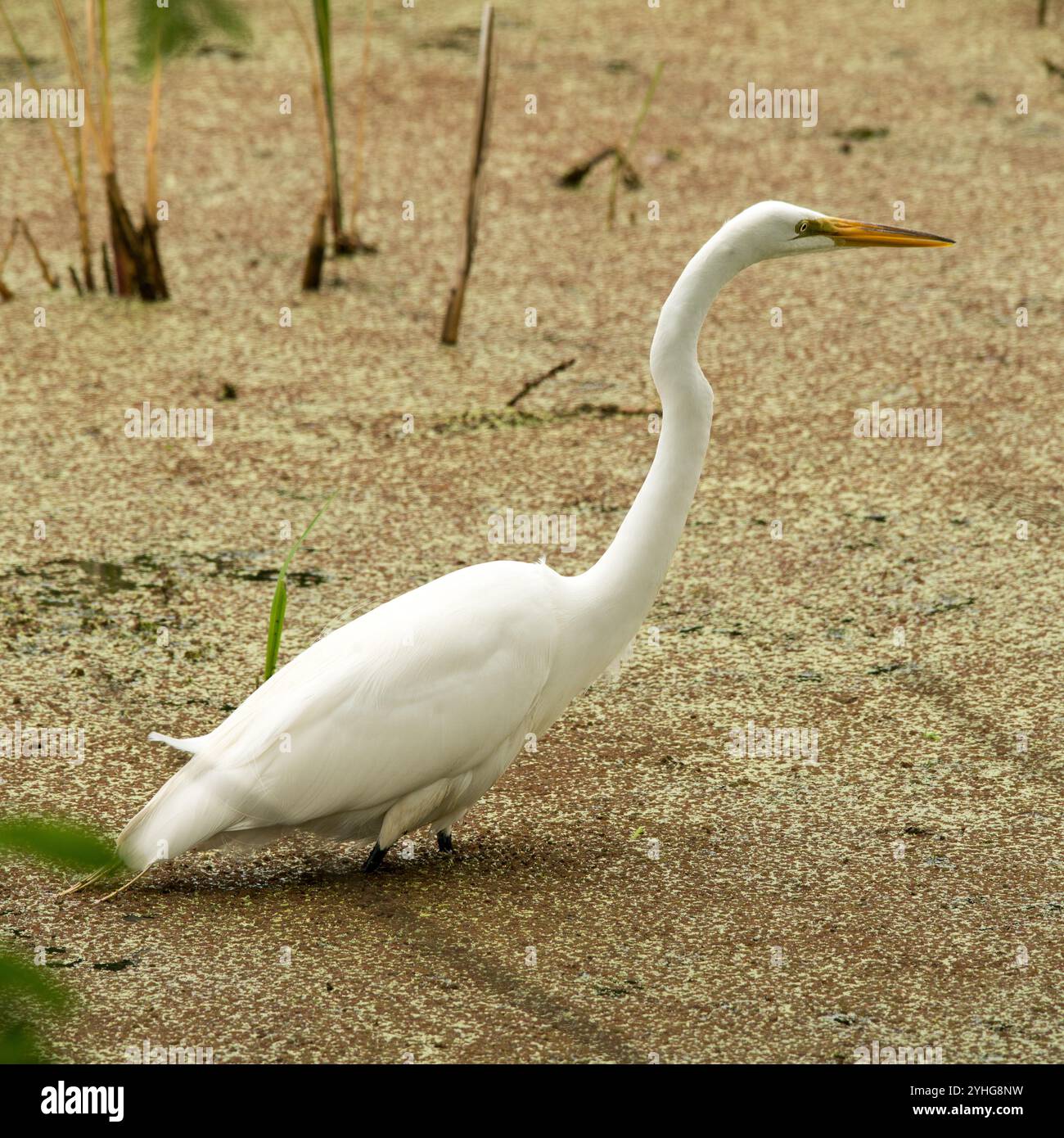 Animal neck bend hi-res stock photography and images - Alamy