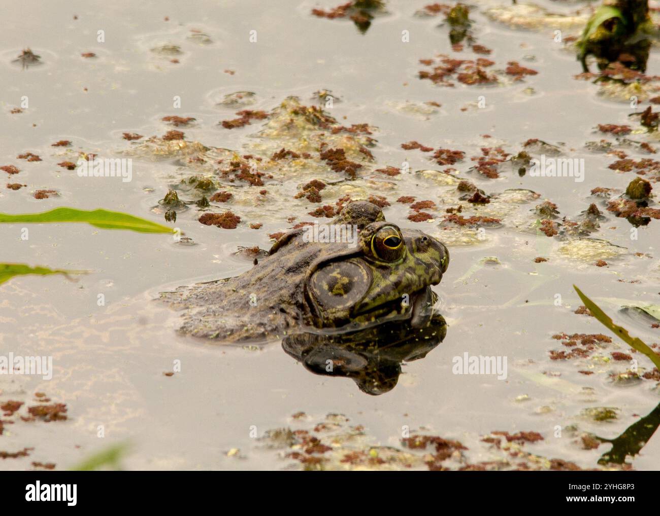 American water frogs lithobates hi-res stock photography and images - Alamy