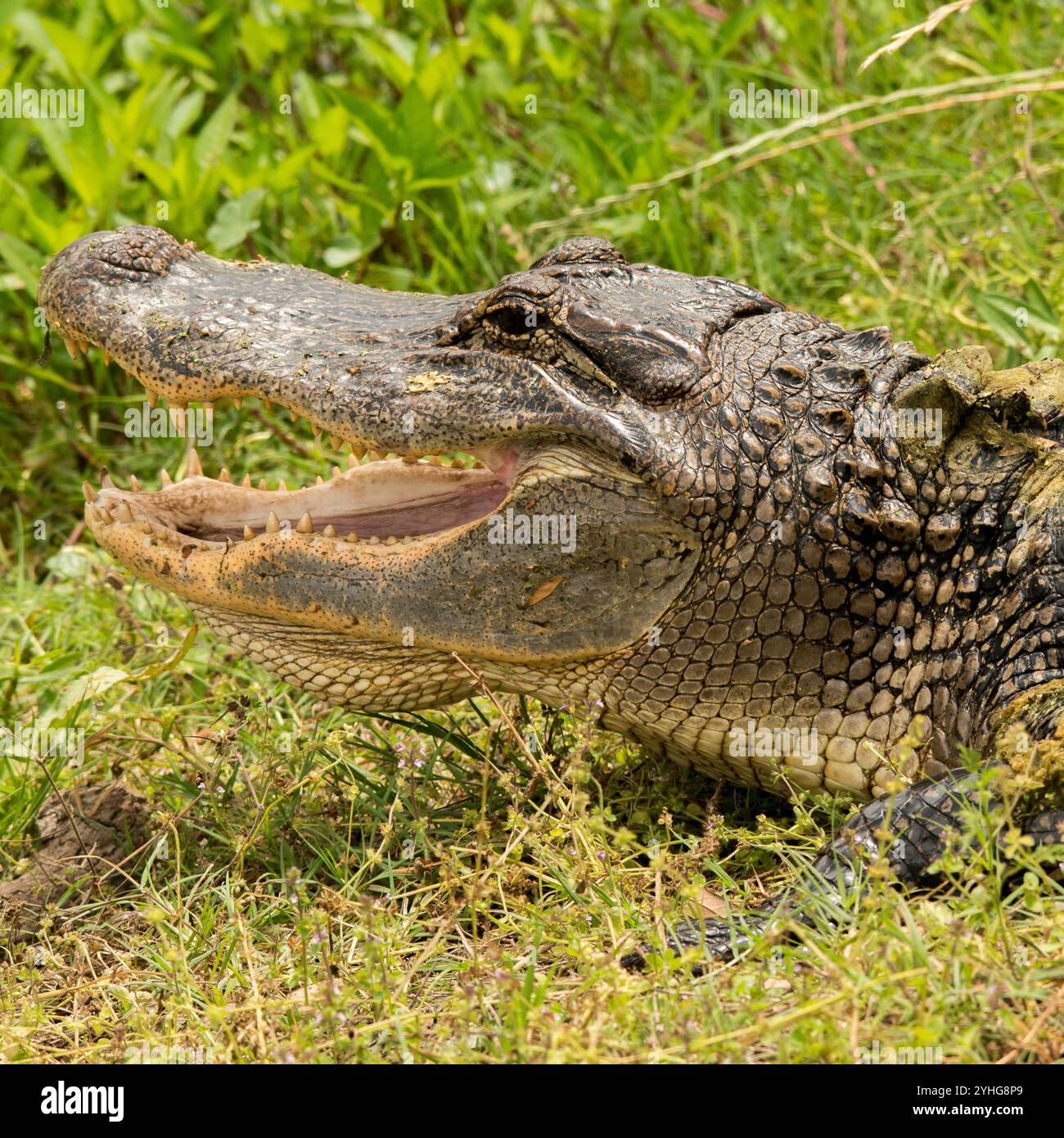 American Alligator at Brazos Bend State Park in Texas Stock Photo - Alamy