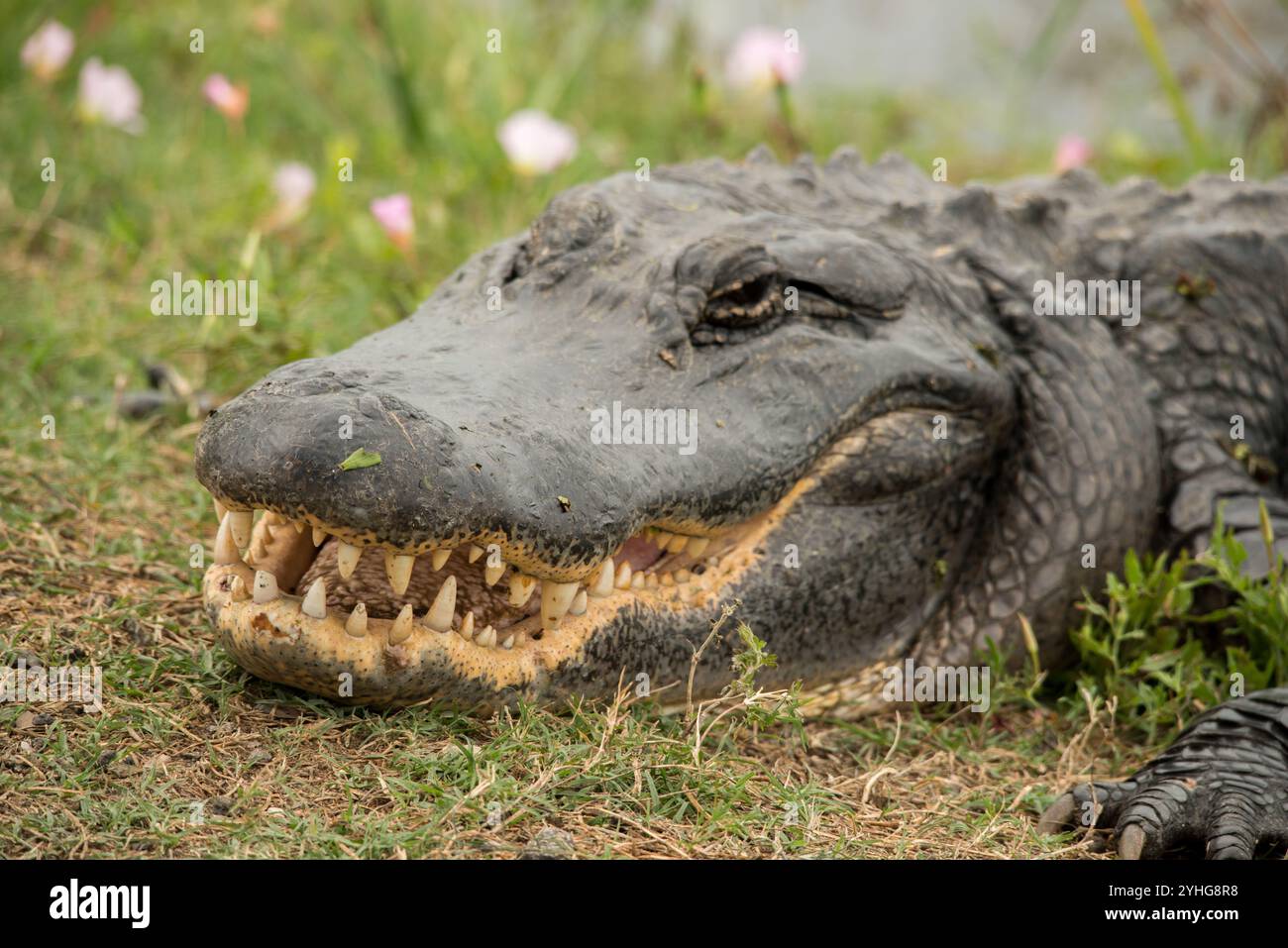 Alligator sleeping in swamp hi-res stock photography and images - Alamy