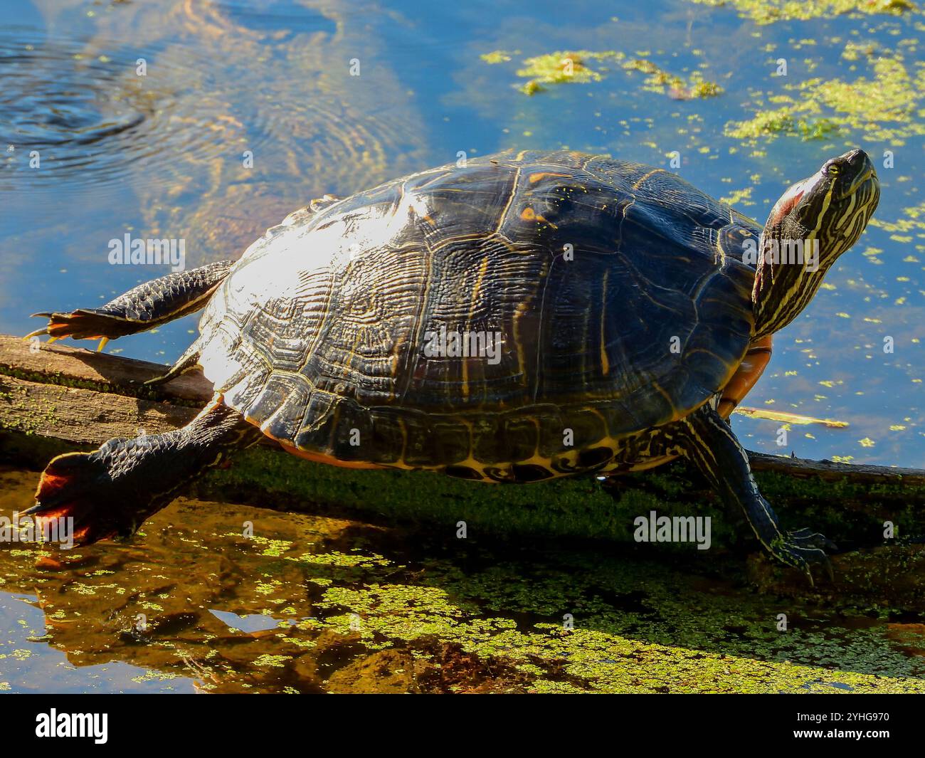 Red eared slider head hi-res stock photography and images - Alamy