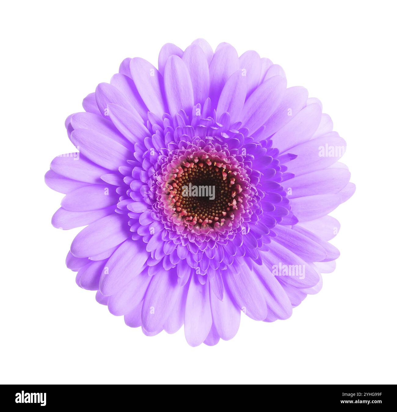 Beautiful violet gerbera flower on white background Stock Photo - Alamy