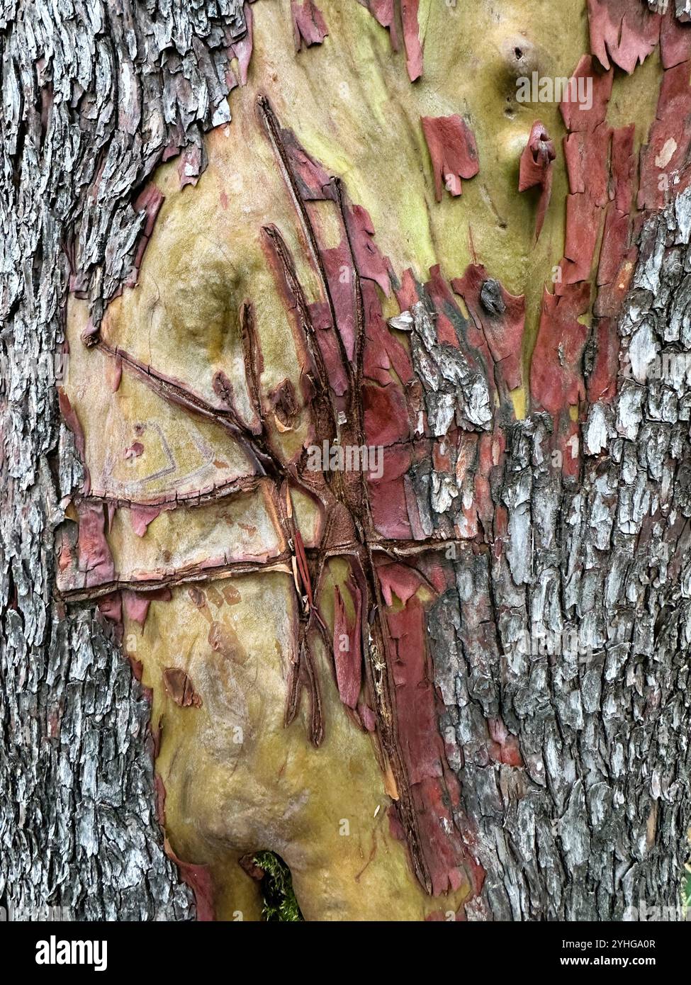 Madrone tree hi-res stock photography and images - Alamy