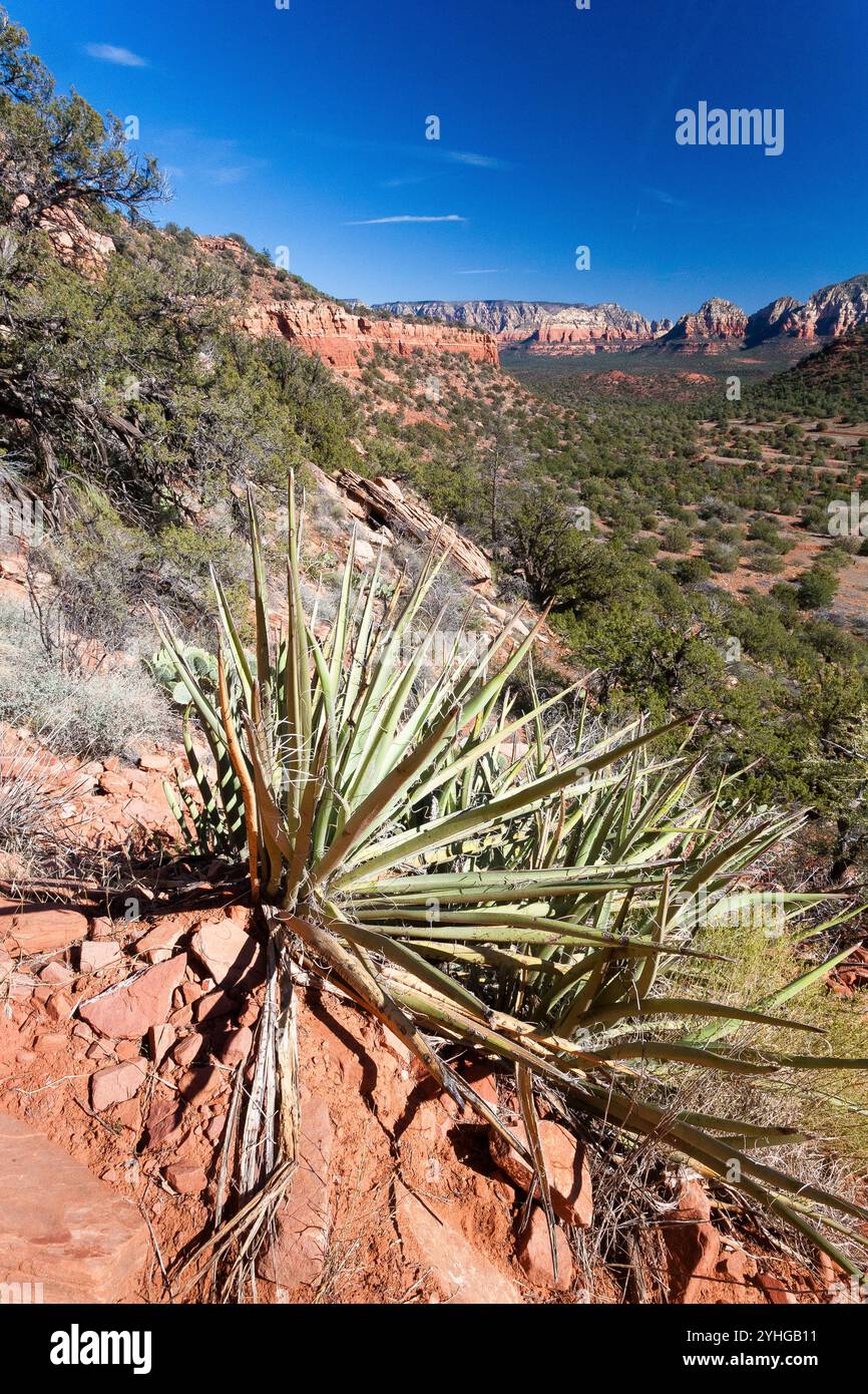 Spanish dagger flourishing along the Bear Mountain Trail. Sedona ...