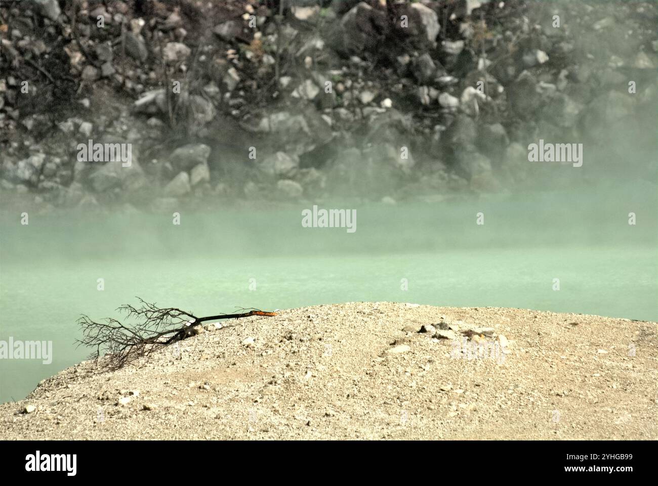 A dead cantigi tree on sandy landscape on the crater of Mount Patuha ...