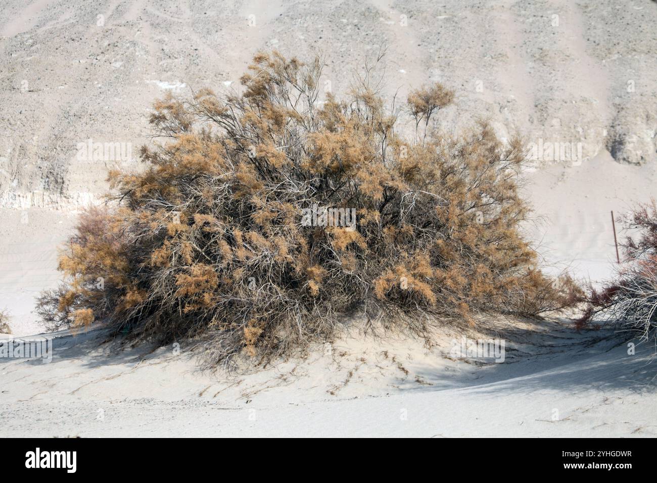 HAMI, CHINA - NOVEMBER 10, 2024 - Photo taken on Nov 10, 2024 shows ...