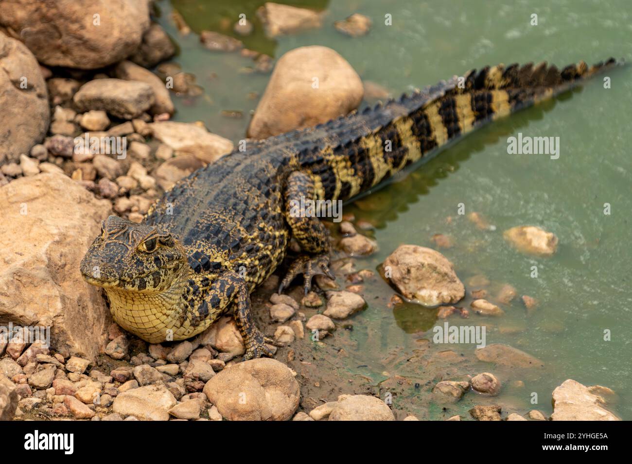 caiman on edge of pond in dry season in Pantanal Brazil Stock Photo - Alamy
