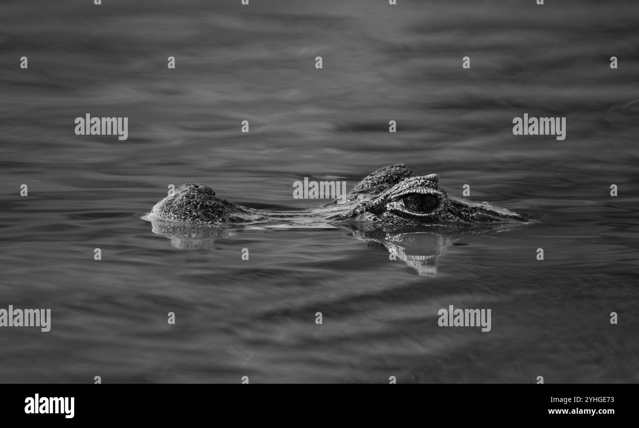 South American calm with snout and eyes just above surface of water in ...