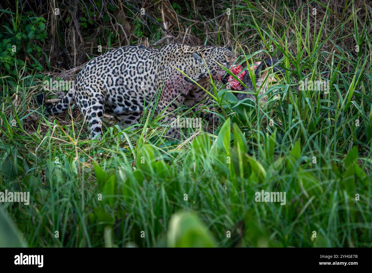 Jaguar kills caiman and hides it to eat and share with cubs by Black ...