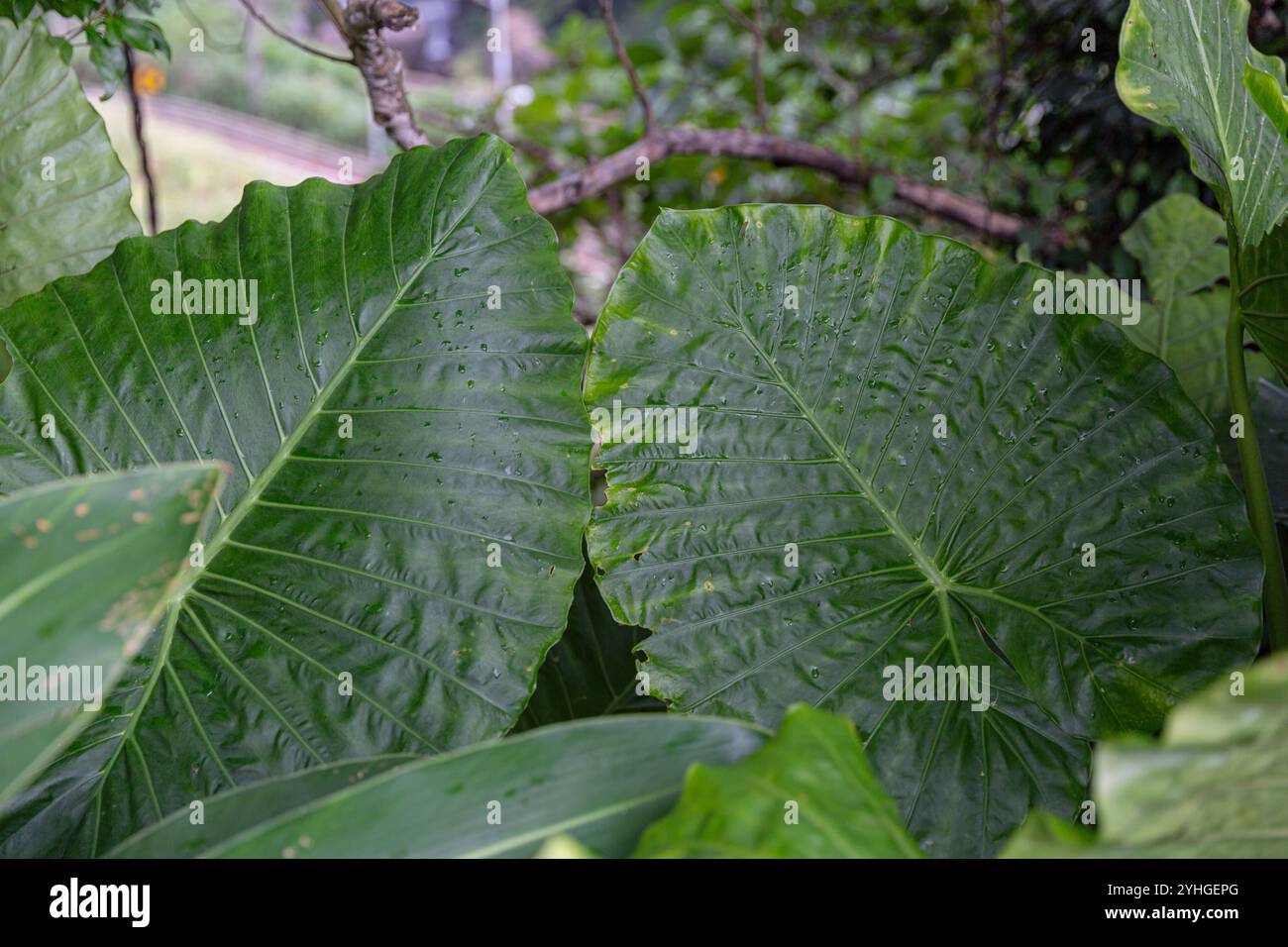 Taro leaves hi-res stock photography and images - Alamy