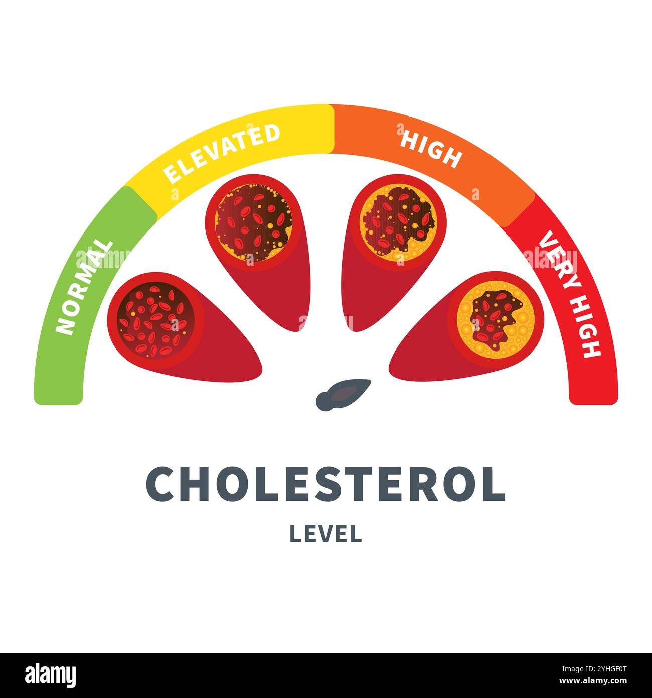 Cholesterol level meter gauge with blood vessel Stock Vector Image & Art - Alamy