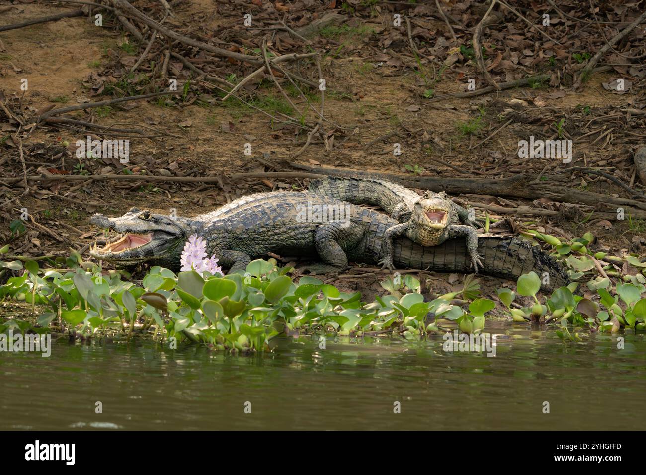 two large caiman on edge of river by hyacinth foliage in Pantanal ...