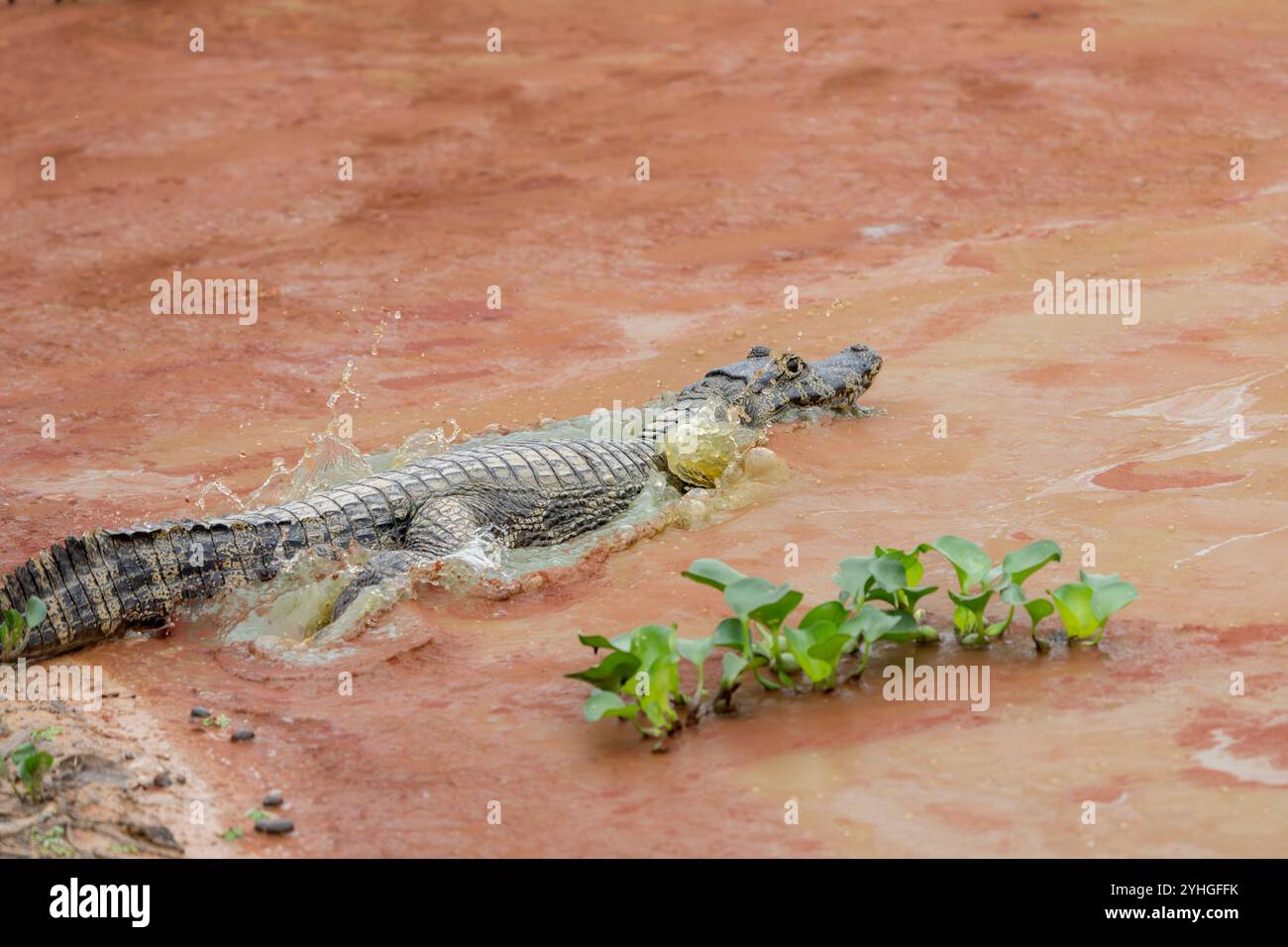 Caiman splashing as it enters pond with contaminated red algae in ...