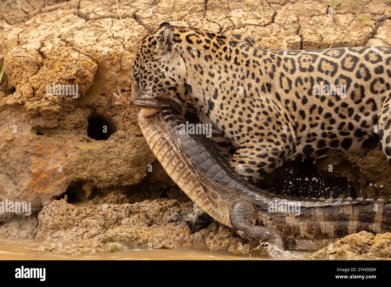 Jaguar pulling caiman just killed out of river to it's hiding place to ...
