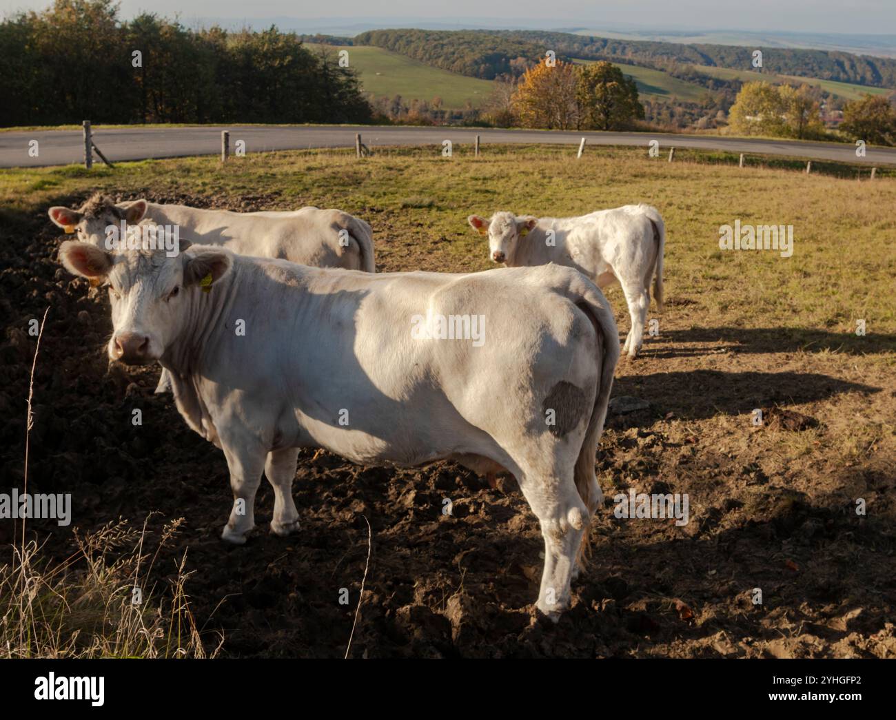 Three healthy, happy cows in a natural pasture in Bile Karpaty ...