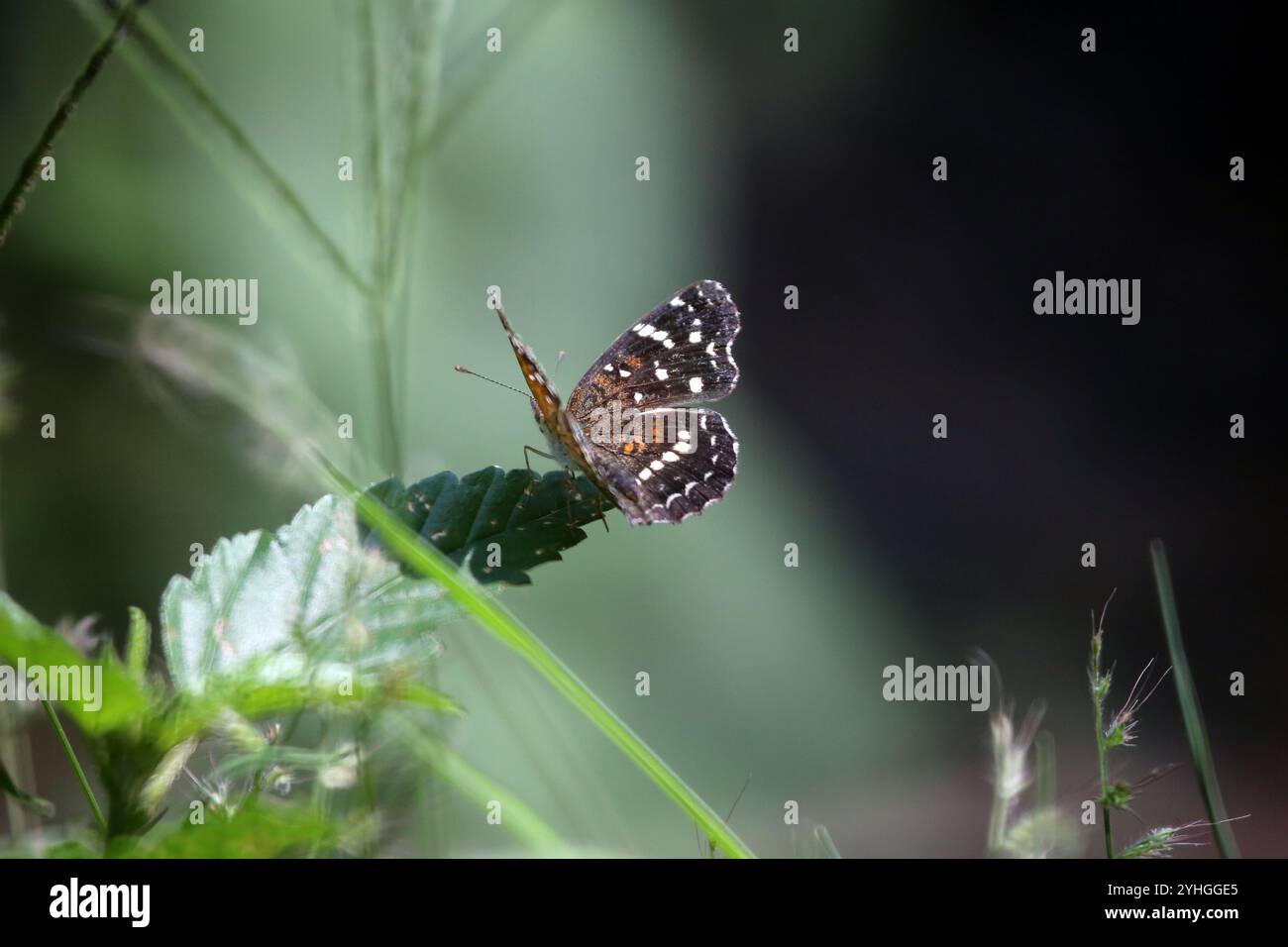 Nature diversity insects hi-res stock photography and images - Alamy