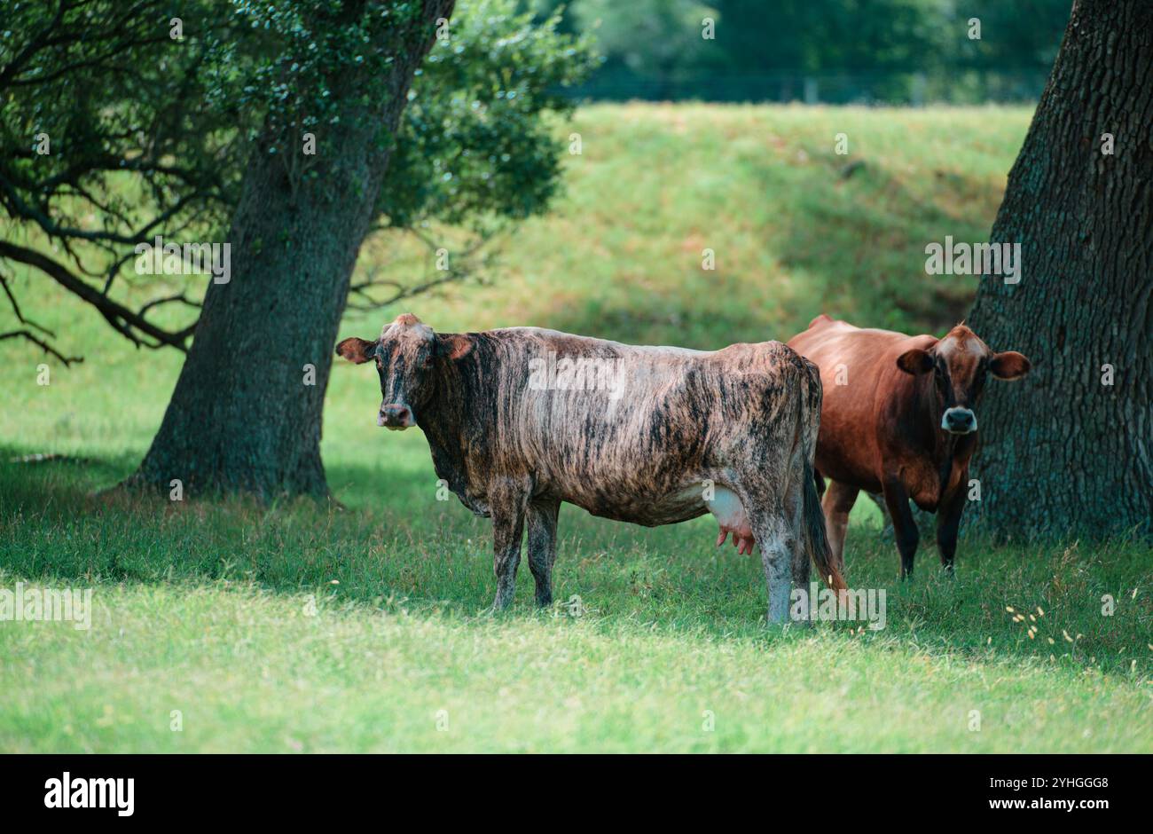 Cow on a summer pasture. Fresh cows milk concept Stock Photo - Alamy
