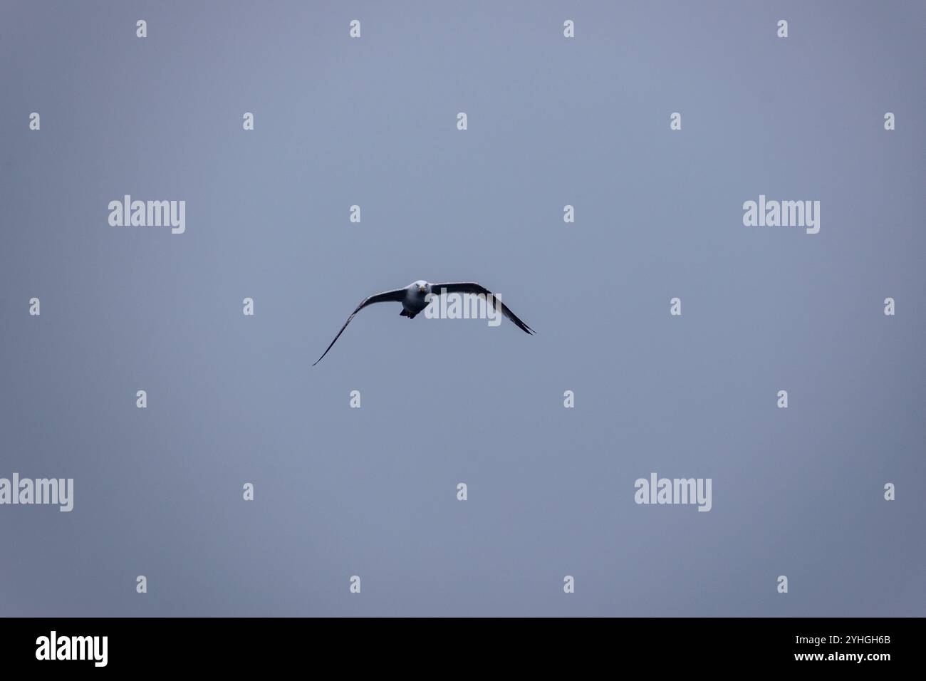 A seagull approaches with wings outstretched, flying directly toward ...