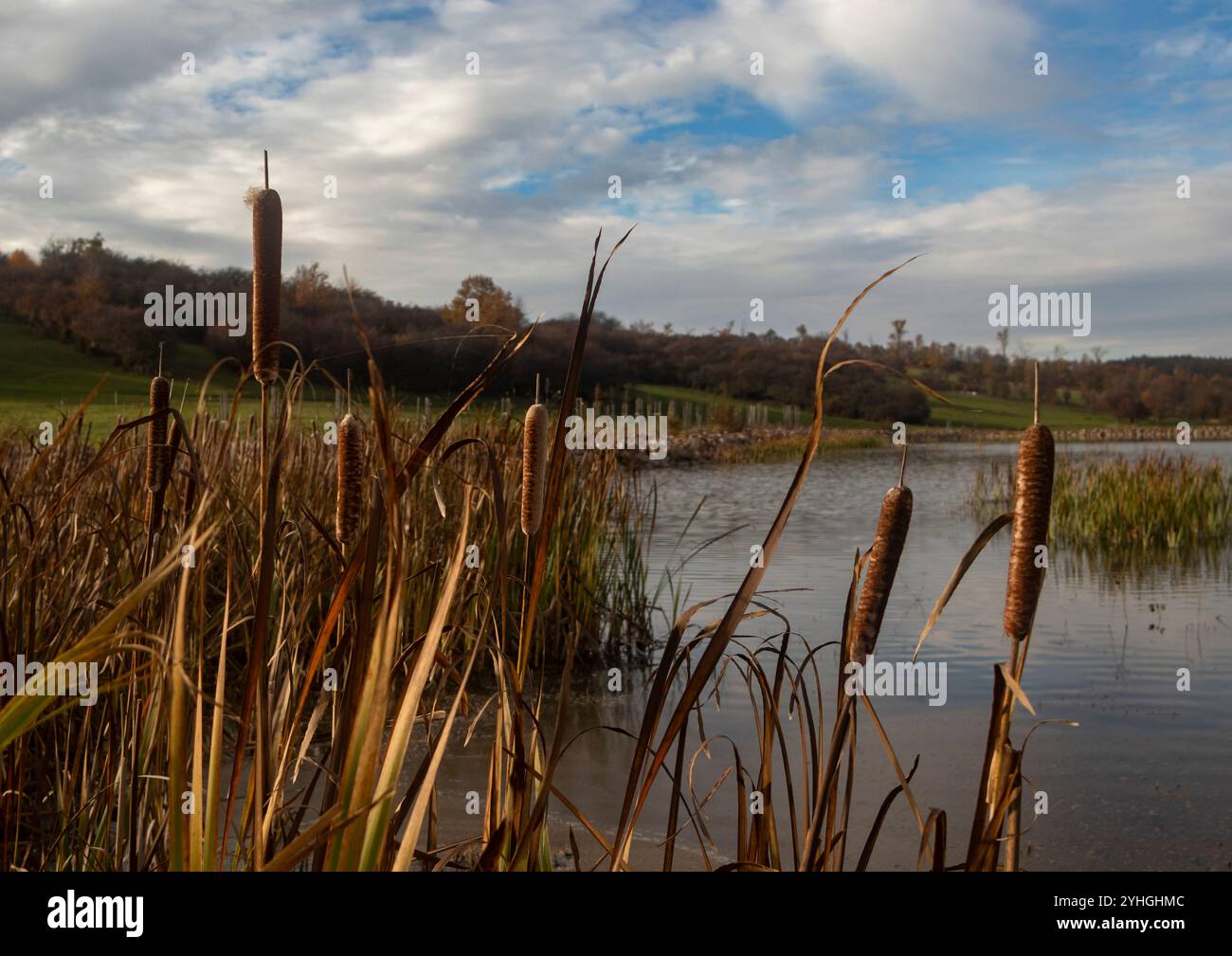 Typha latifolia grows by the pond Stock Photo - Alamy